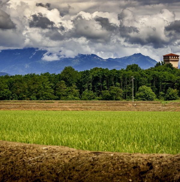 Alla Scoperta della Baragga: Riso, Castelli e Natura