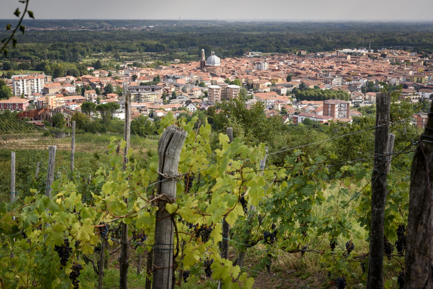 Borgo di Gattinara, Natura, Vino e Prestigiose Cantine