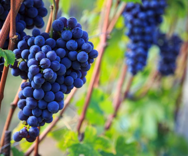 Borgo di Gattinara, Natura, Vino e Prestigiose Cantine